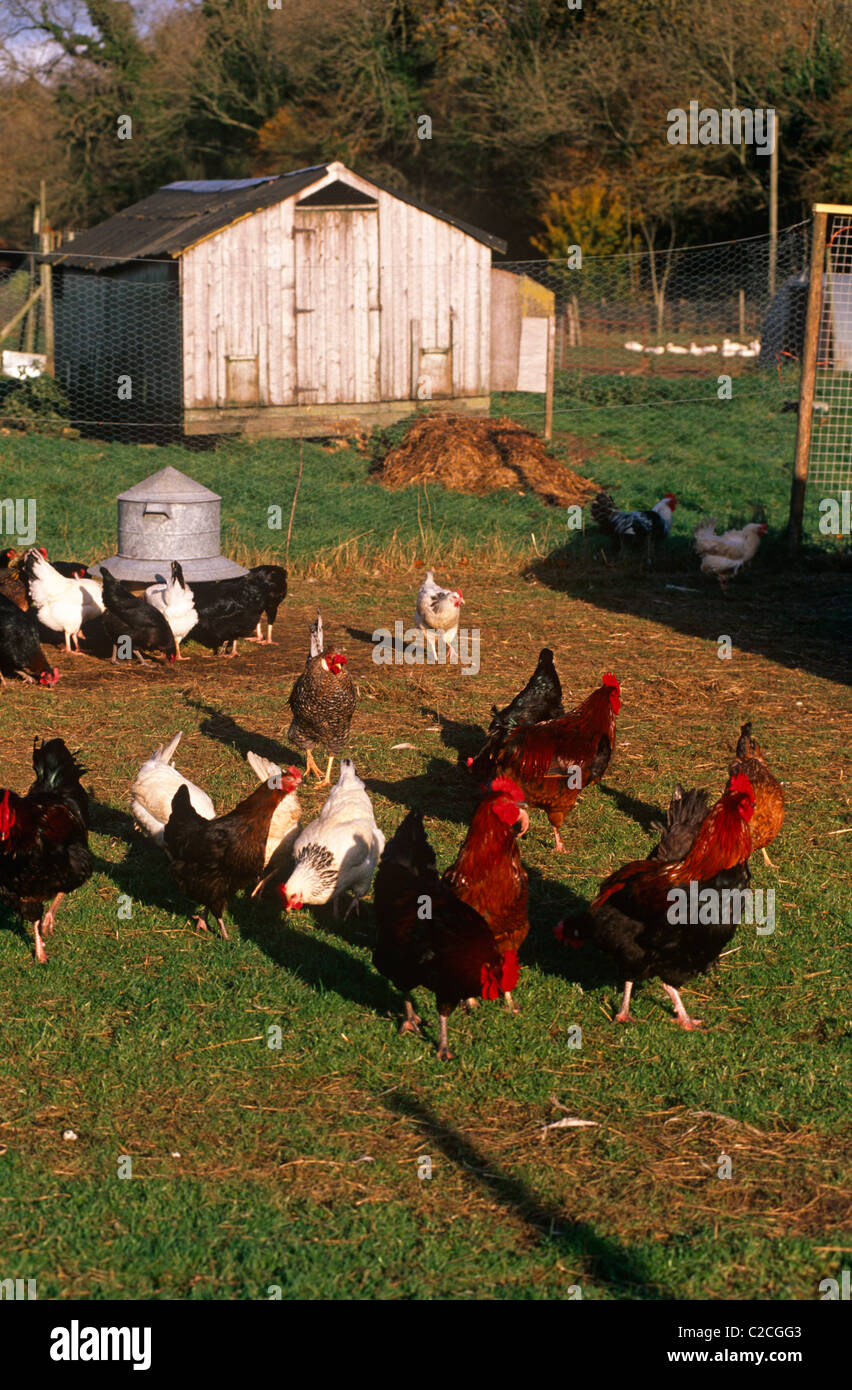 Poultry England Stock Photo - Alamy