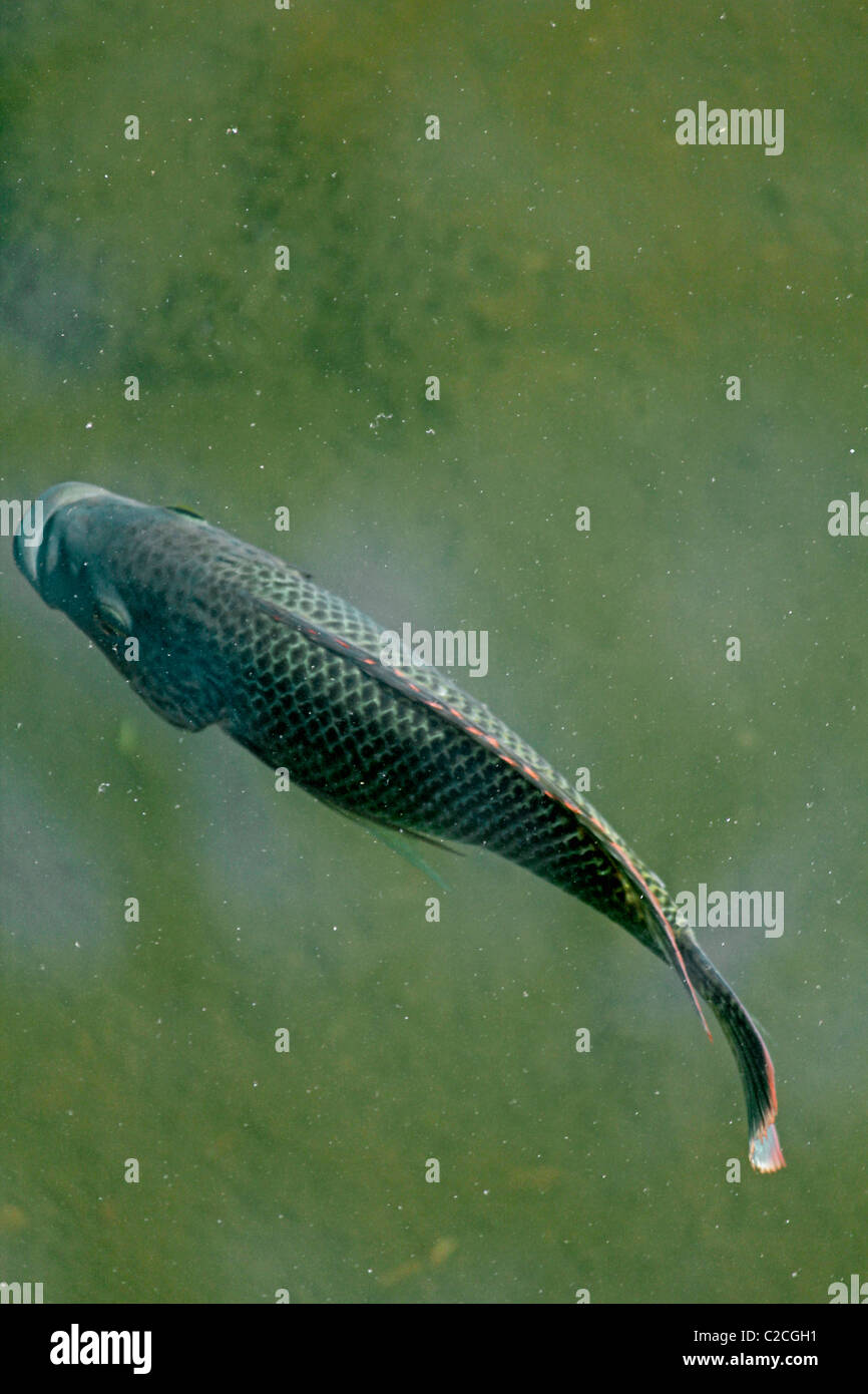 Blue Kurper, Mozambique Tilapia, Oreochromis Mossambicus Fish In Water ...