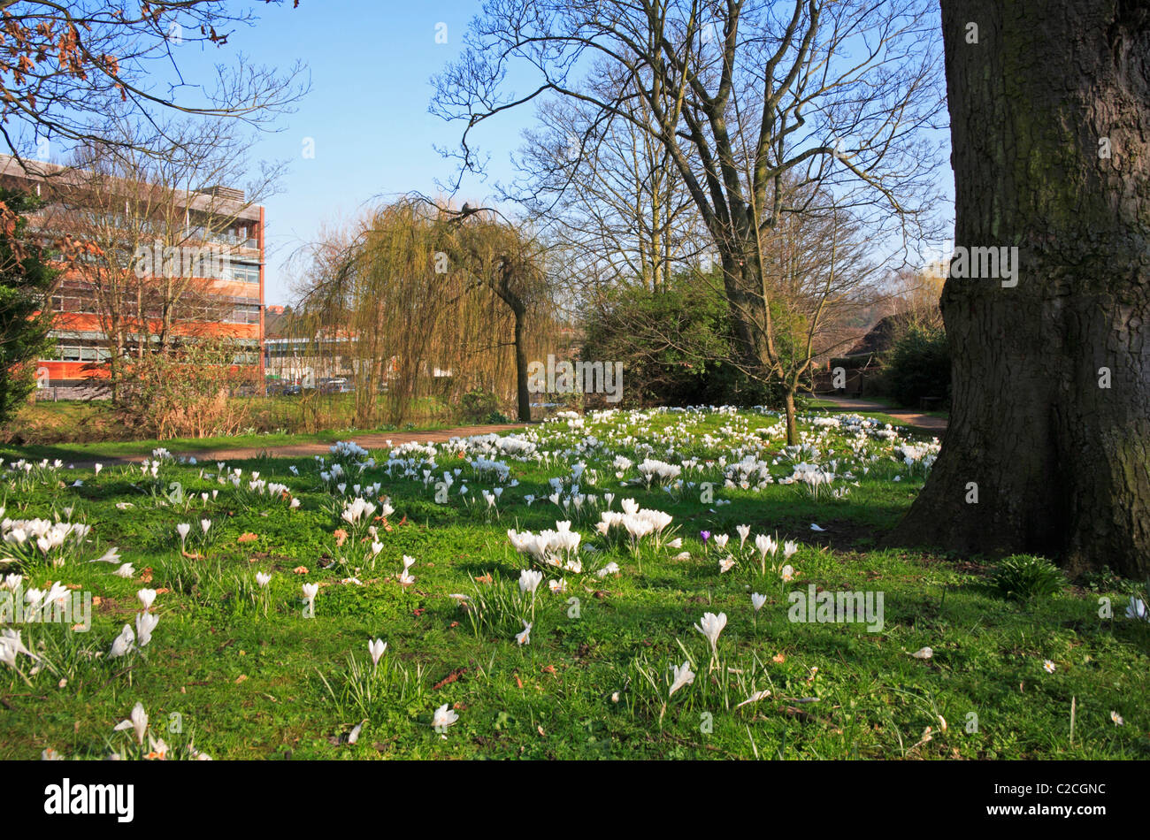 White Crocuses by the Riverside path in spring at Norwich, Norfolk ...