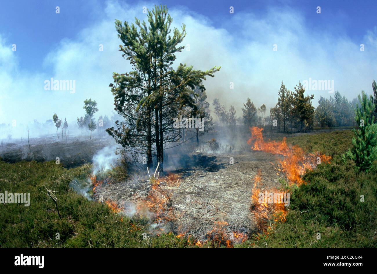 Heath Fire Surrey England Stock Photo - Alamy