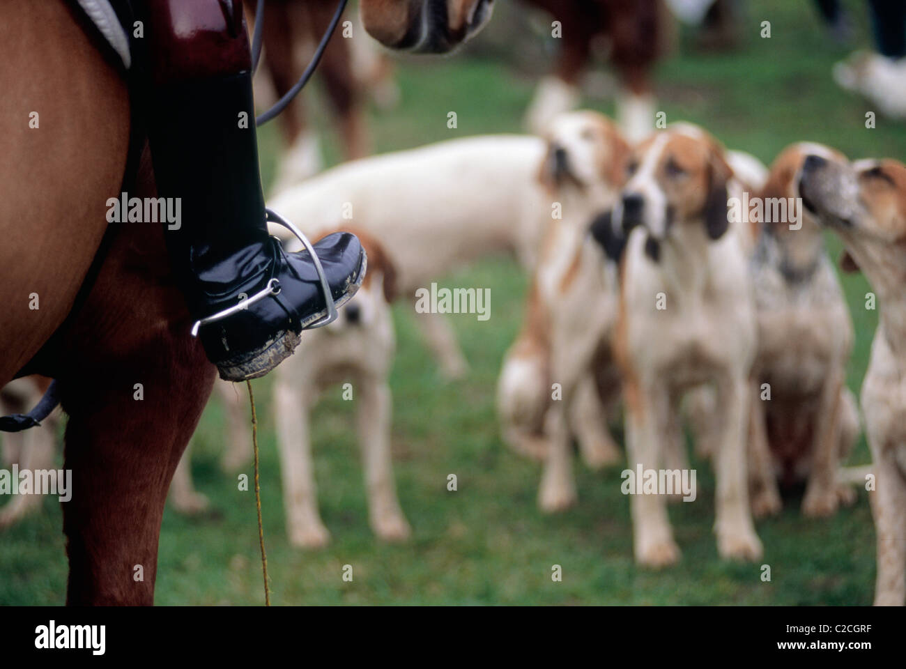 Hunting With Hounds Hampshire England Stock Photo - Alamy