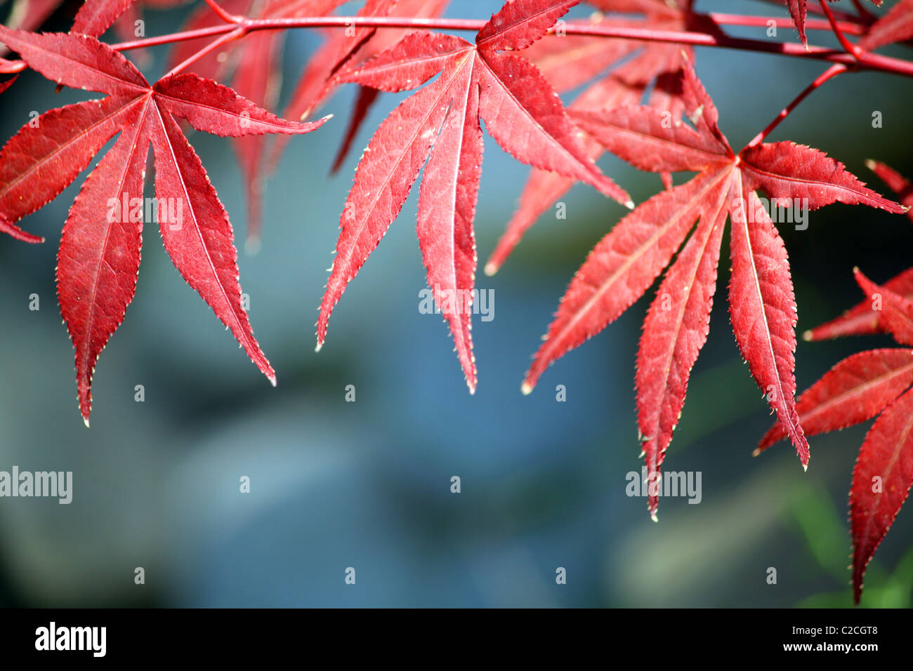 Red maple leaf Stock Photo - Alamy