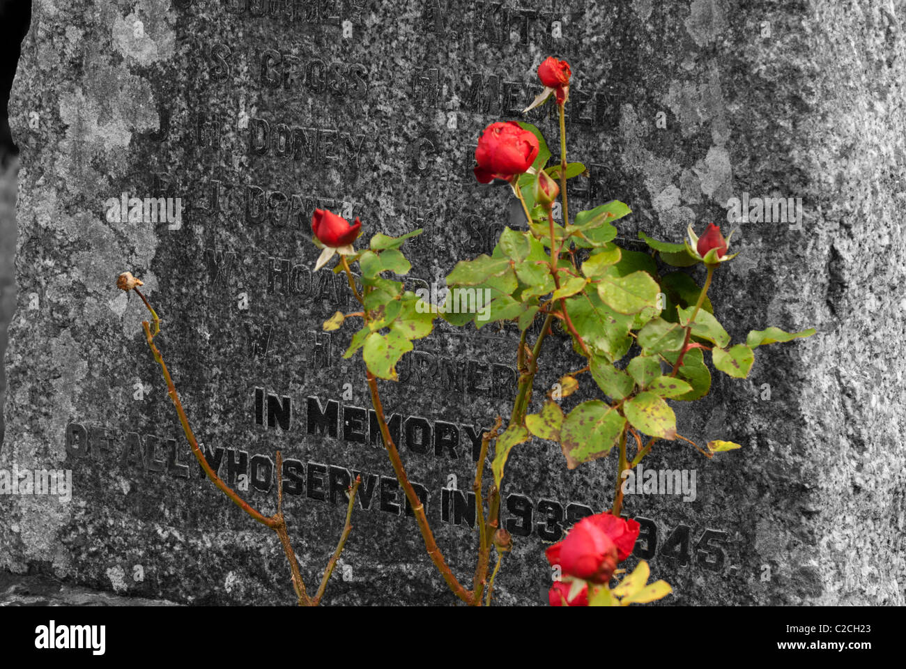 roses on memorial Stock Photo - Alamy