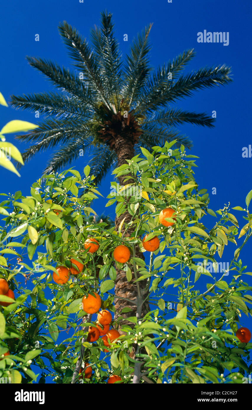 Orange Tree Morocco Stock Photo - Alamy