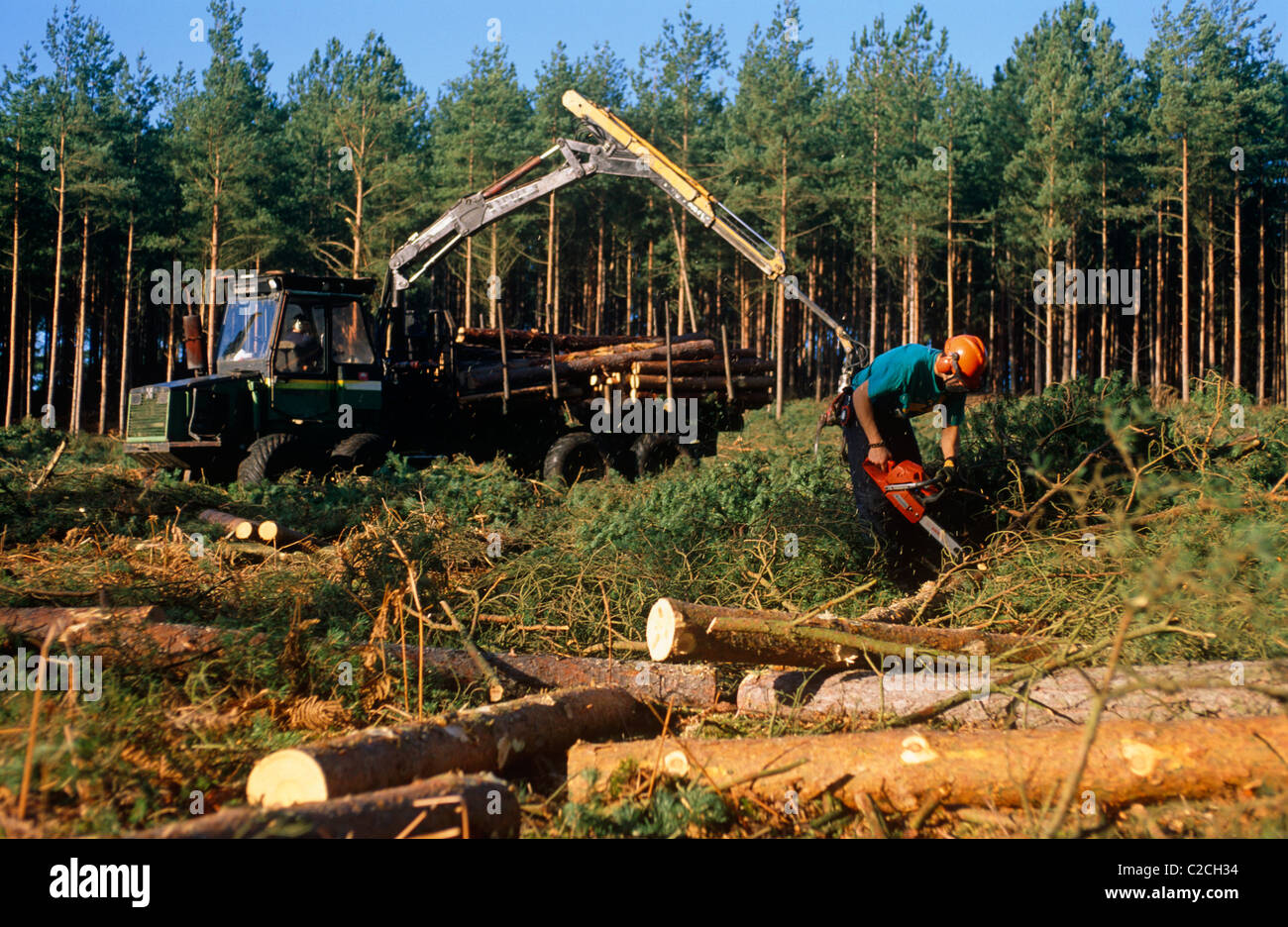 Timber cutting england hi-res stock photography and images - Alamy