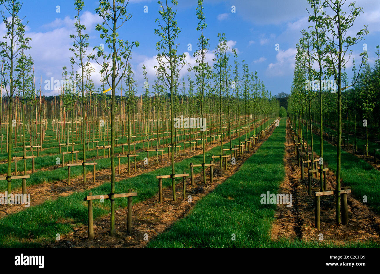 Arborculture hi-res stock photography and images - Alamy