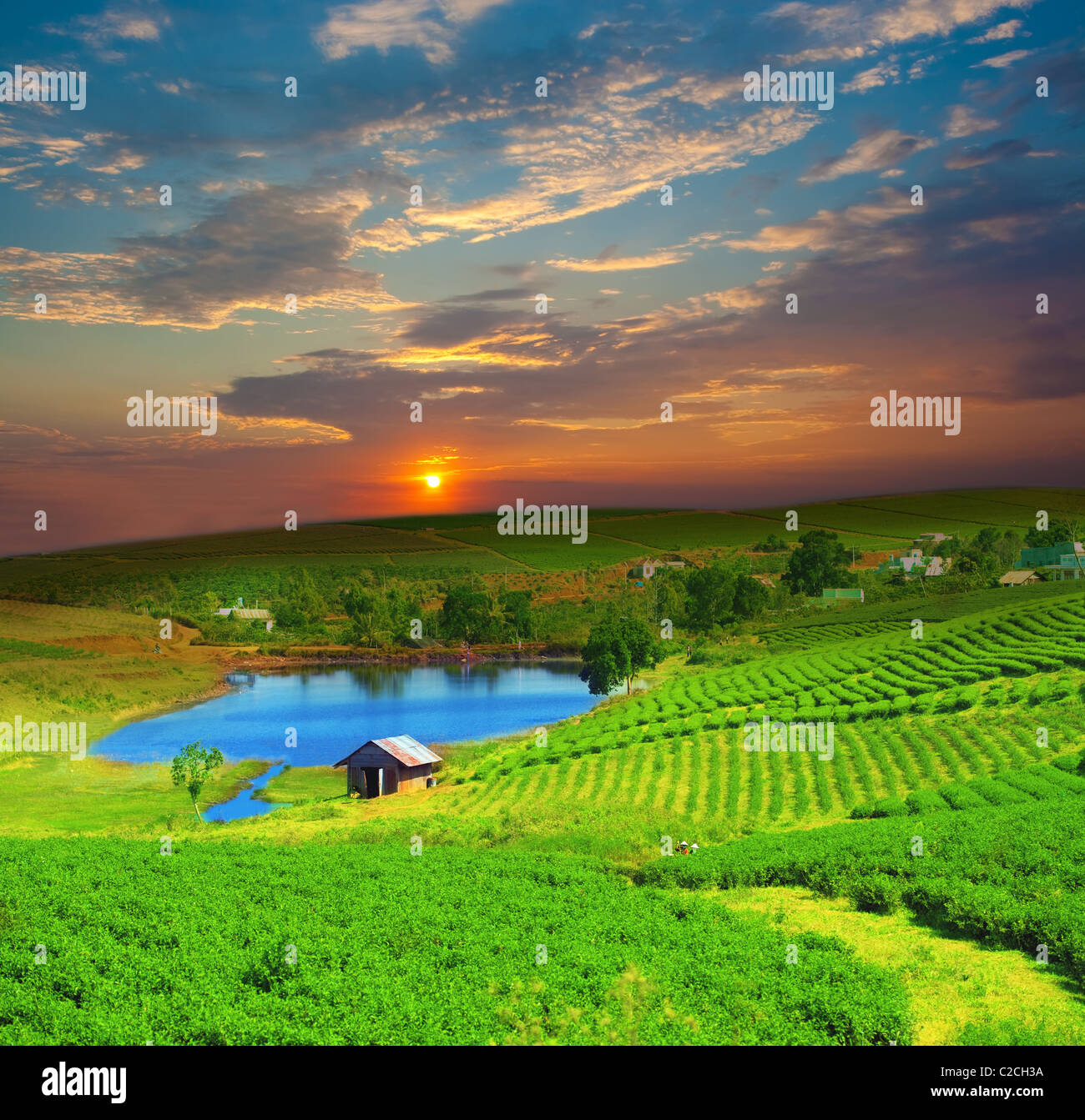 Tea plantation on central highland in Vietnam Stock Photo - Alamy