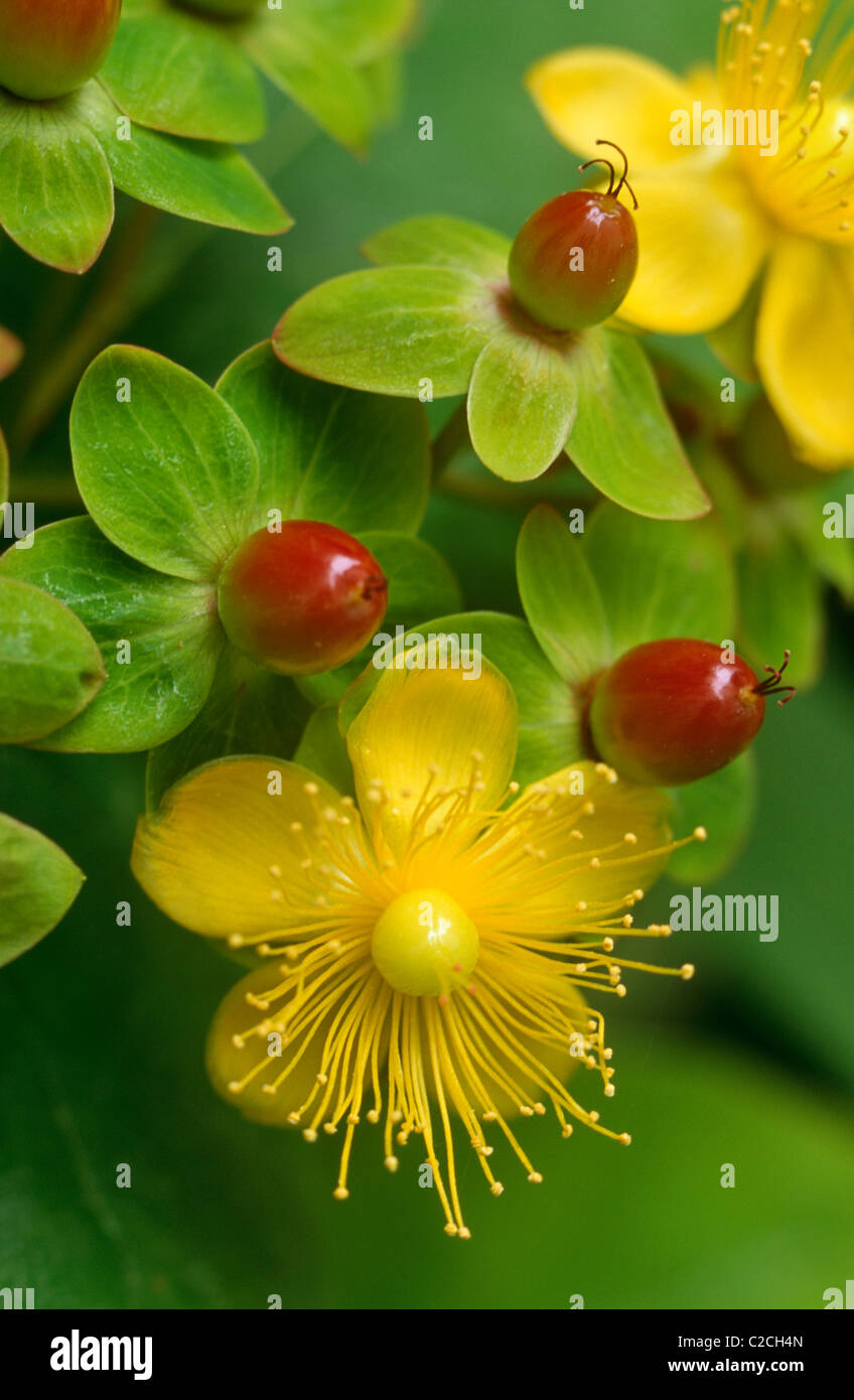 Full seedpod hi-res stock photography and images - Alamy