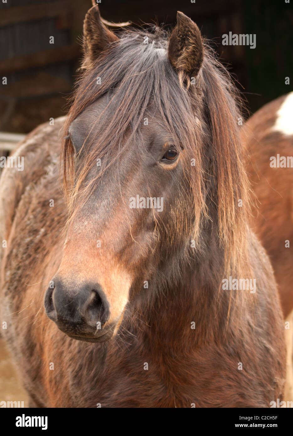 Pony fur hi-res stock photography and images - Alamy