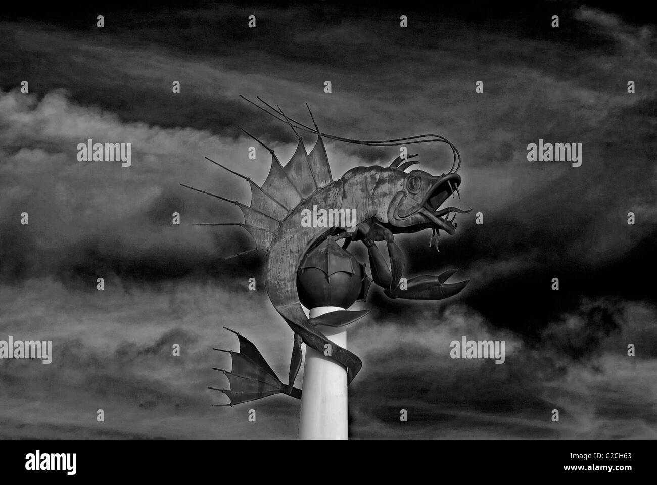Lobster Black and White Stock Photos & Images - Alamy