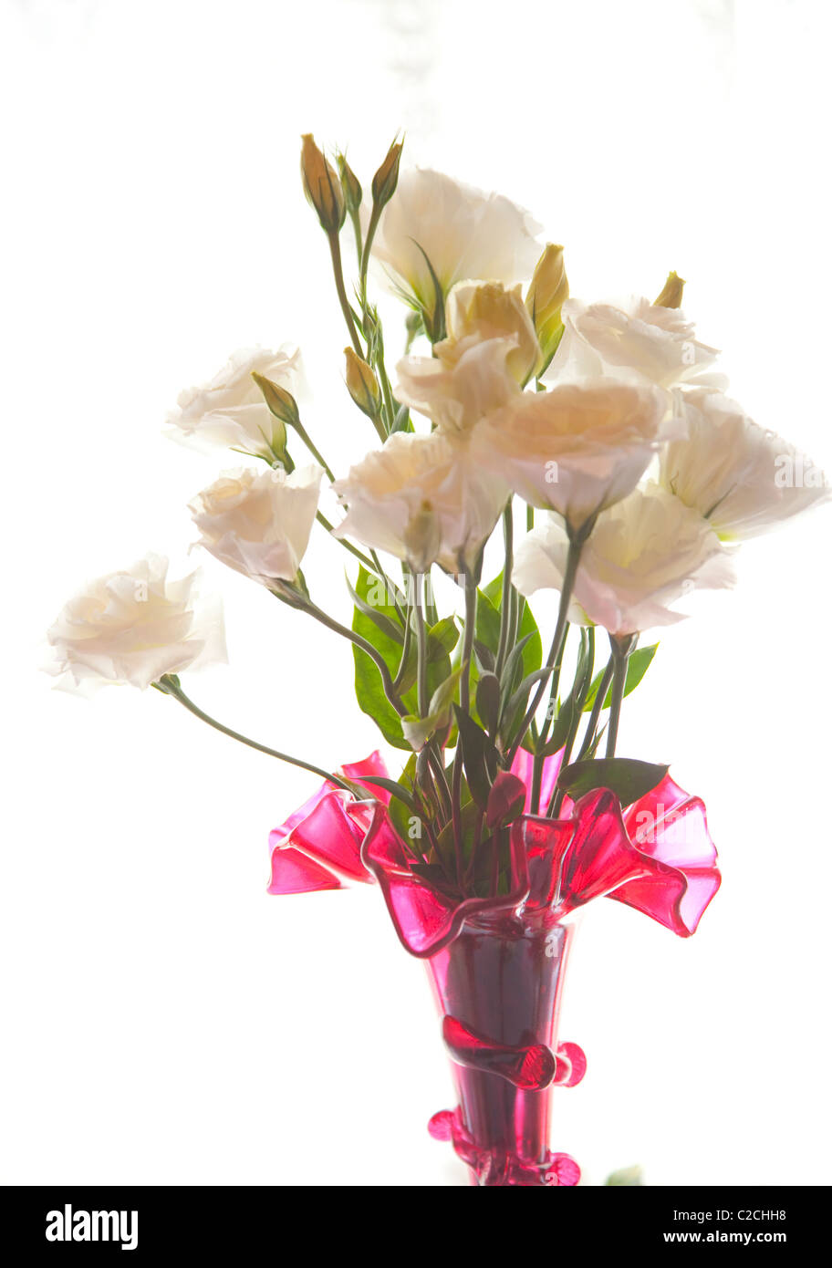 Flowers trumpet Cut Out Stock Images & Pictures - Alamy