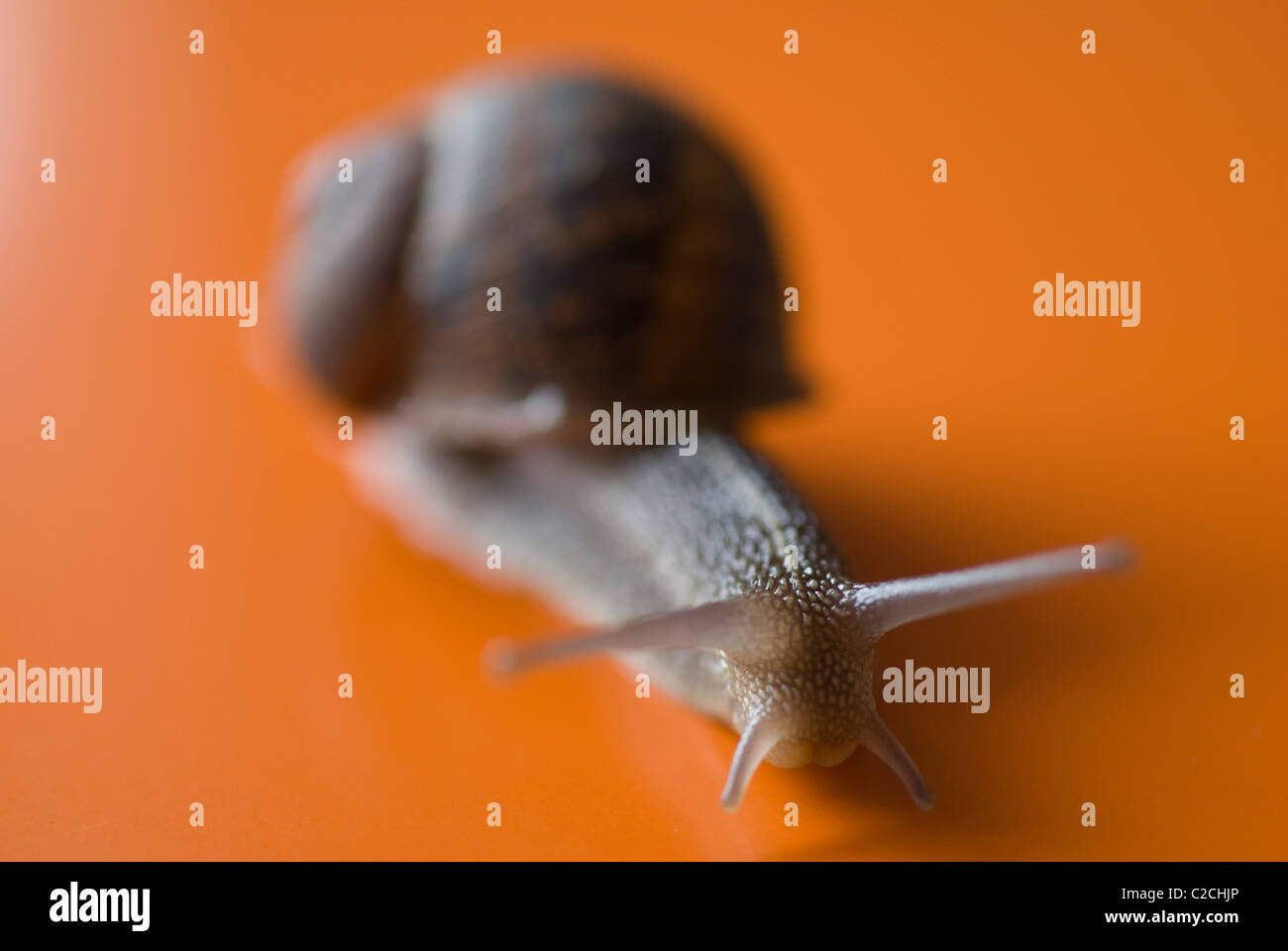 Detailed snail texture hi-res stock photography and images - Alamy