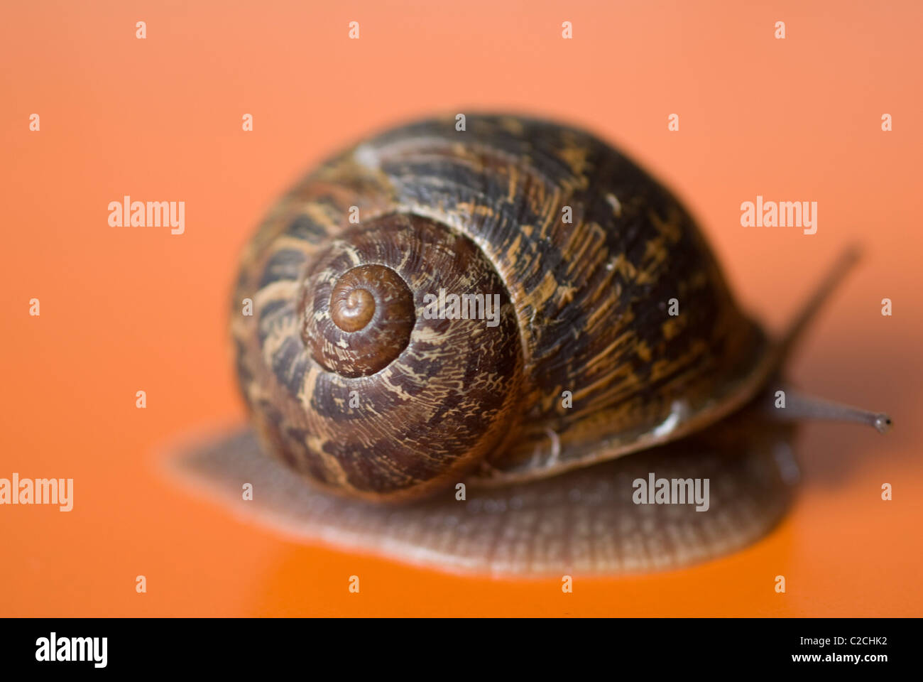 Detailed snail texture hi-res stock photography and images - Alamy
