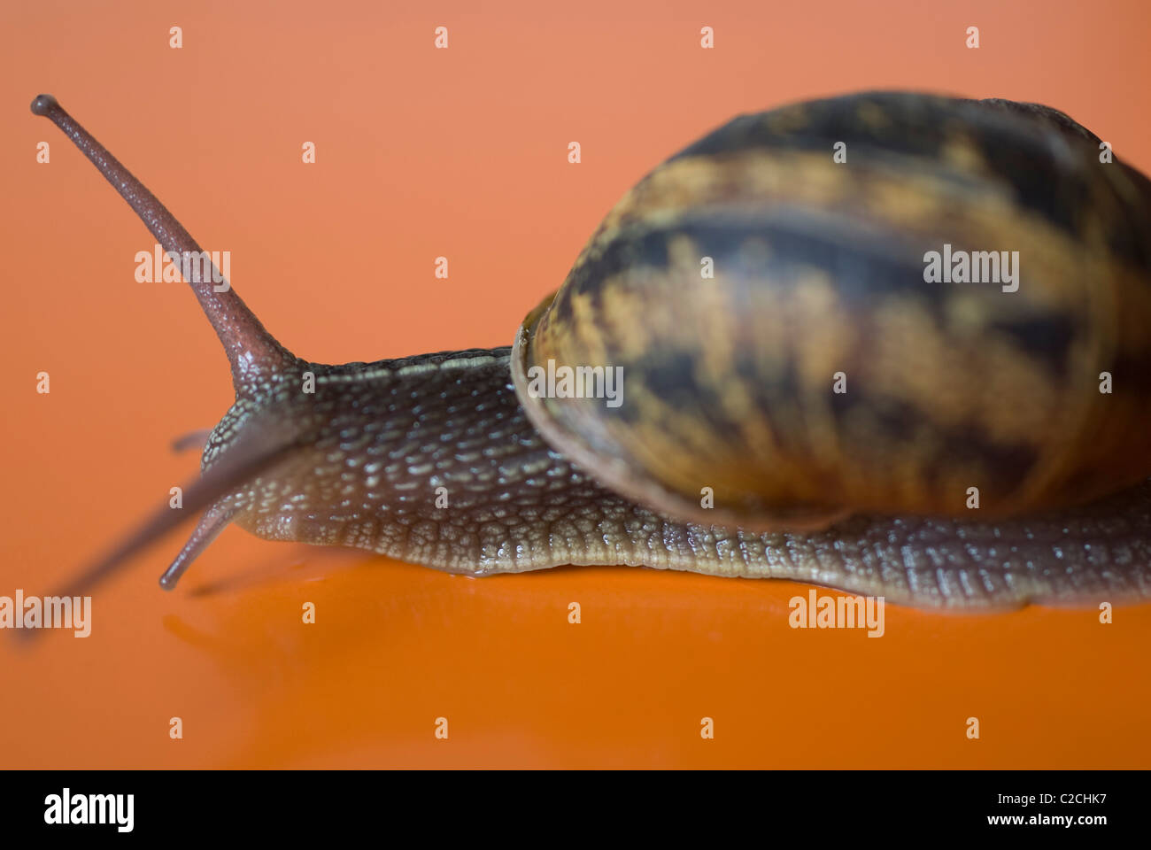 Detailed snail texture hi-res stock photography and images - Alamy