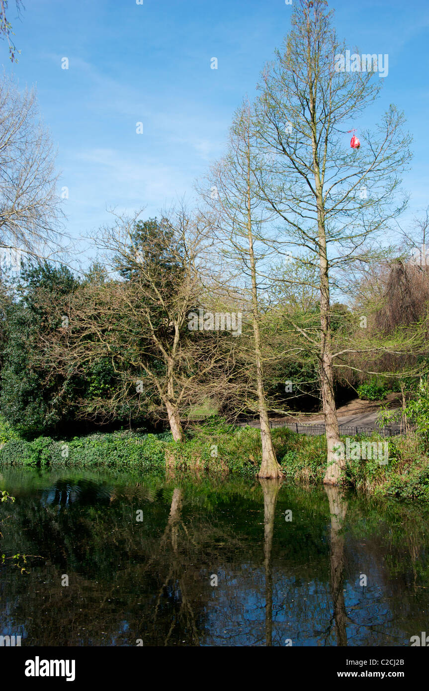 Trees by the lake in Battersea Park in springtime, London, England, UK ...