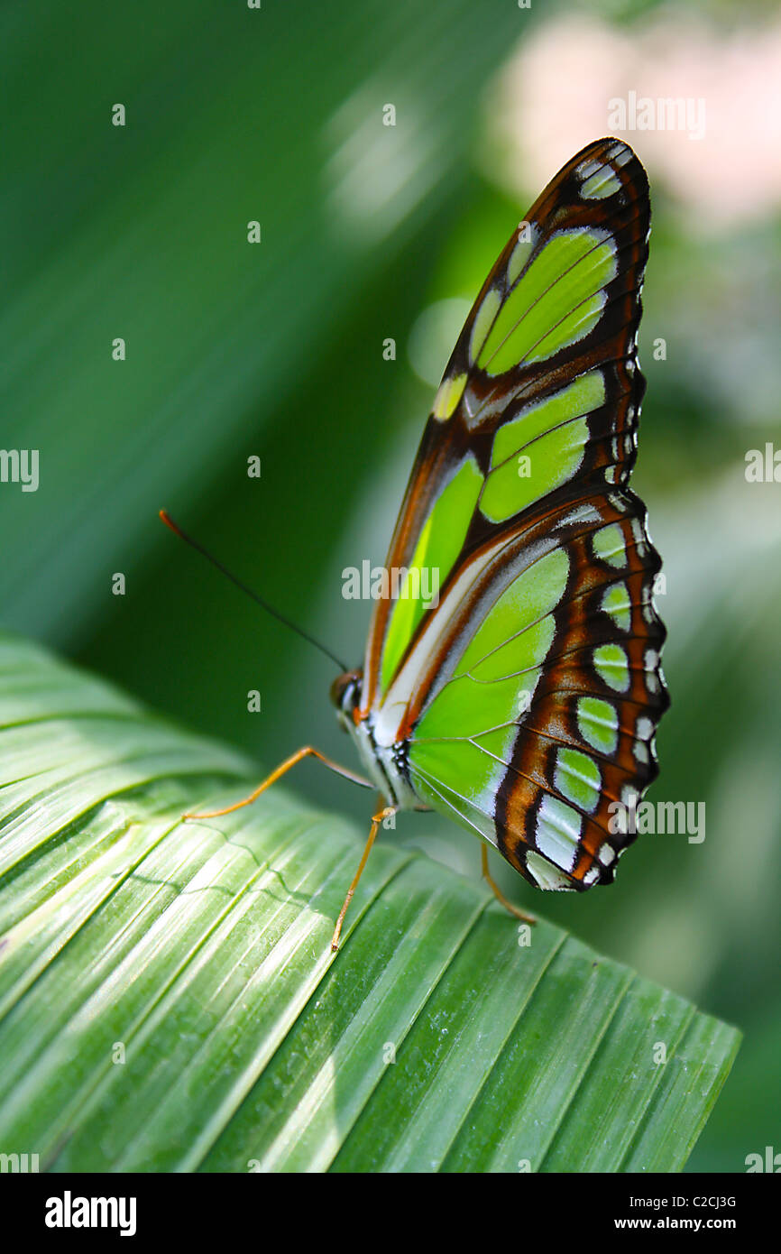 Colorful butterfly hi-res stock photography and images - Alamy