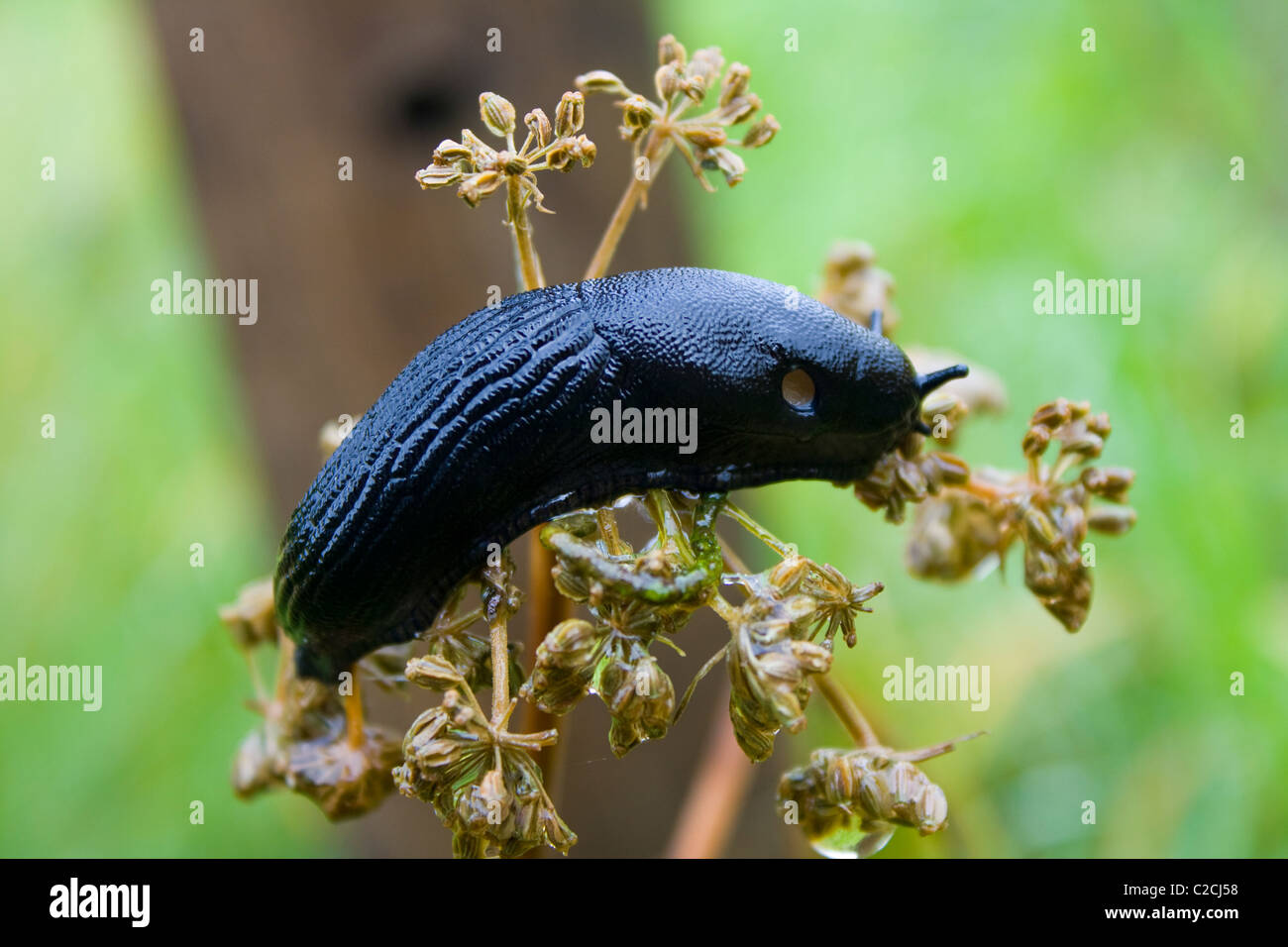 Black garden slug hi-res stock photography and images - Alamy