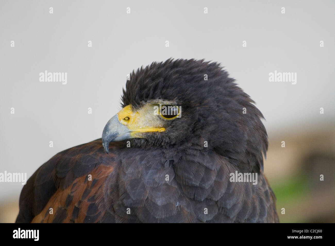 Black bird hunting hi-res stock photography and images - Alamy