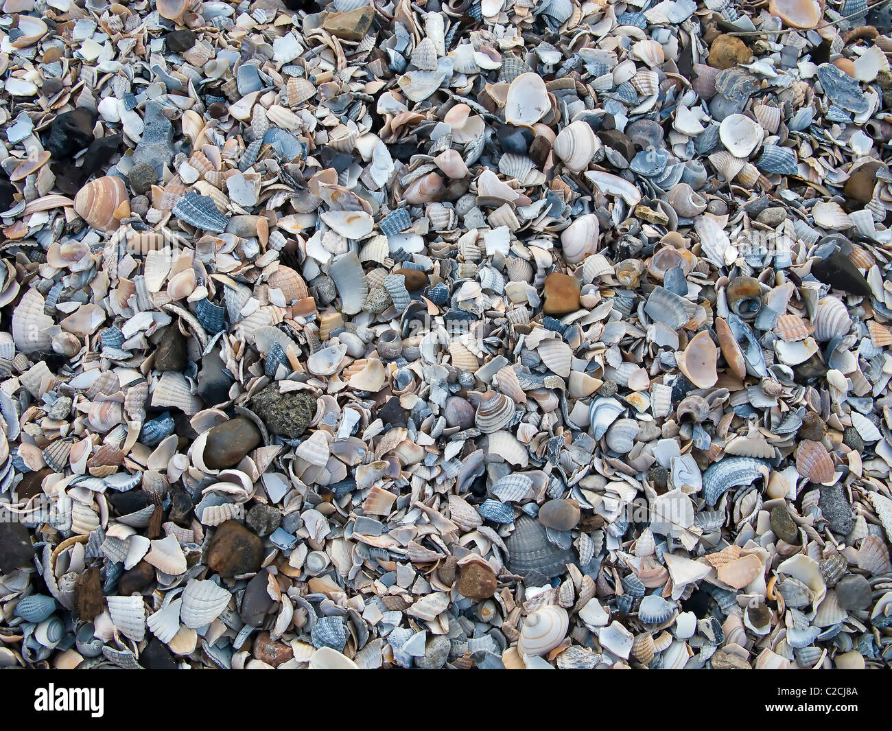 Mixed sea shells hi-res stock photography and images - Alamy
