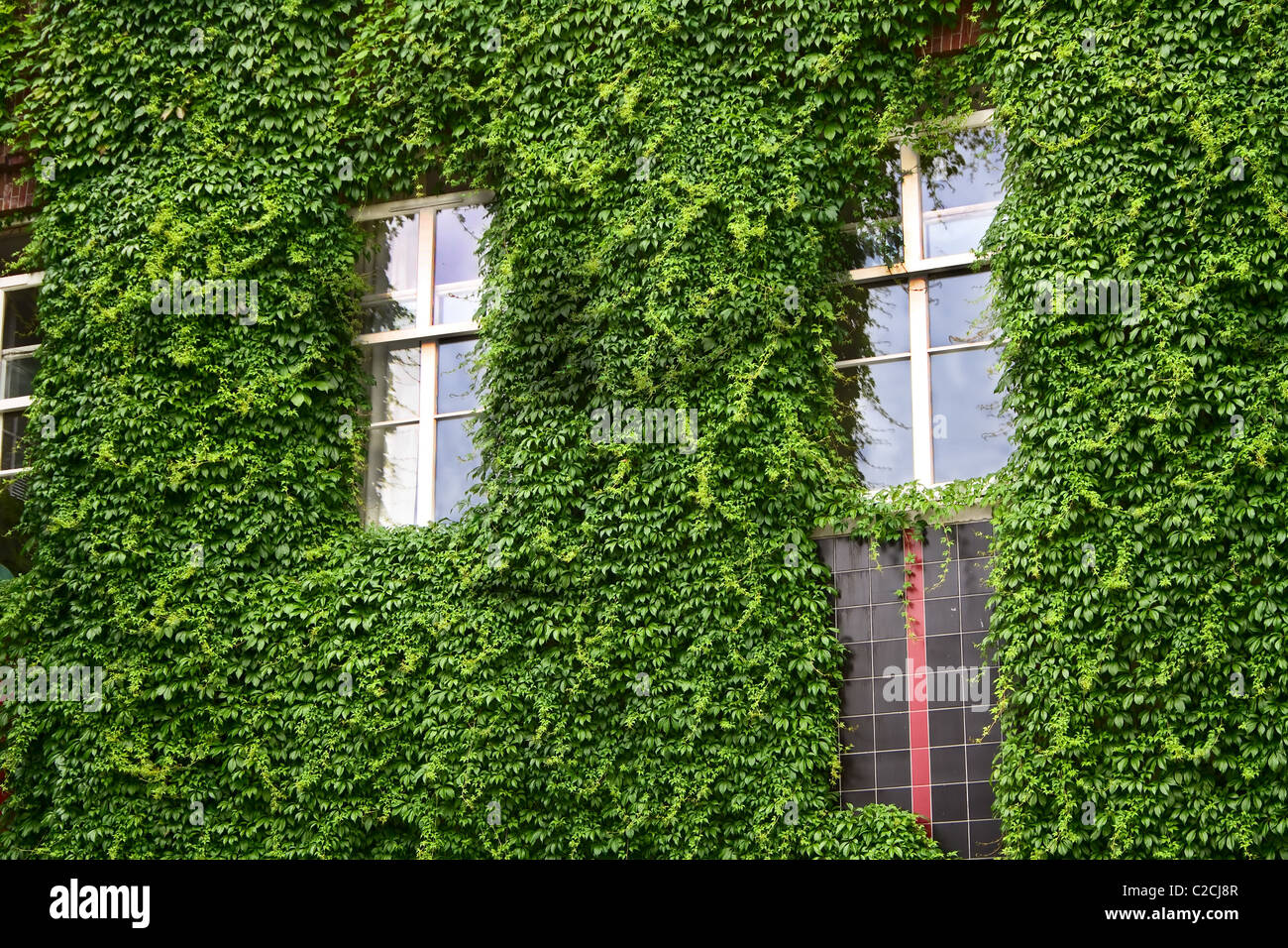 Windows covered by leafs Stock Photo - Alamy
