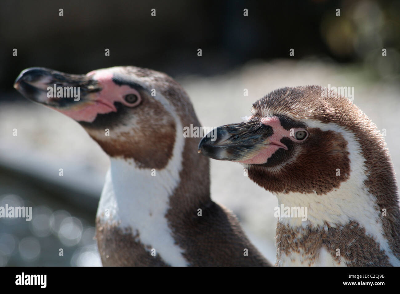 Two penguins hi-res stock photography and images - Alamy