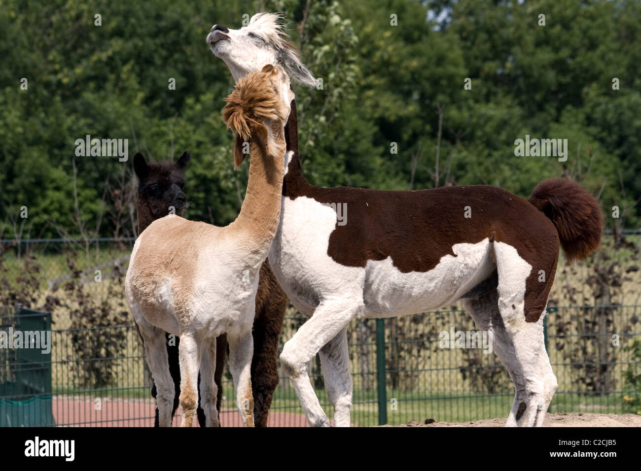 Two alpacas hi-res stock photography and images - Alamy