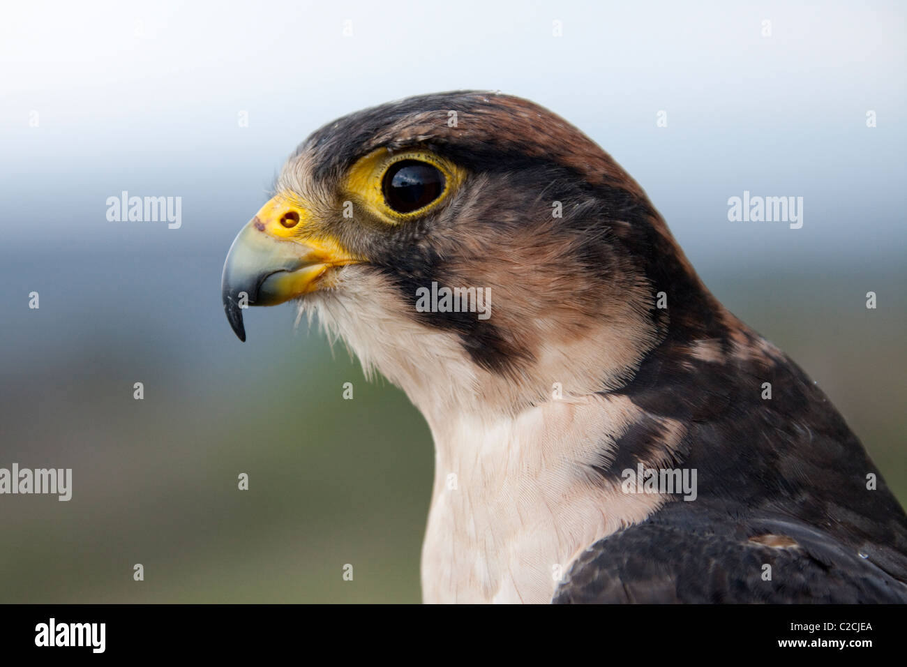 Lanner Falcon portrait (Falco biarmicus Stock Photo - Alamy