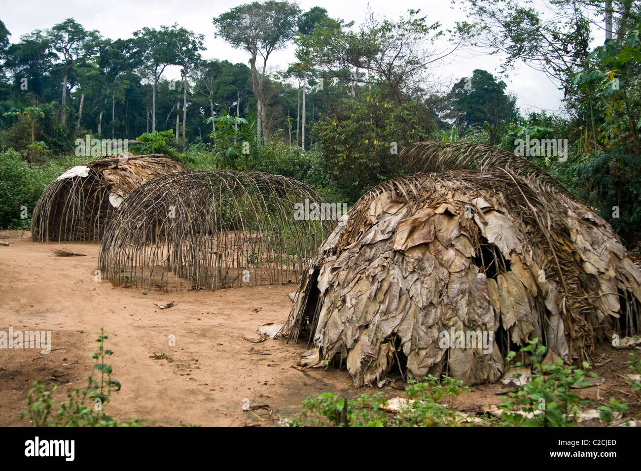 Pygmies in the forest,Republic of Congo Stock Photo - Alamy
