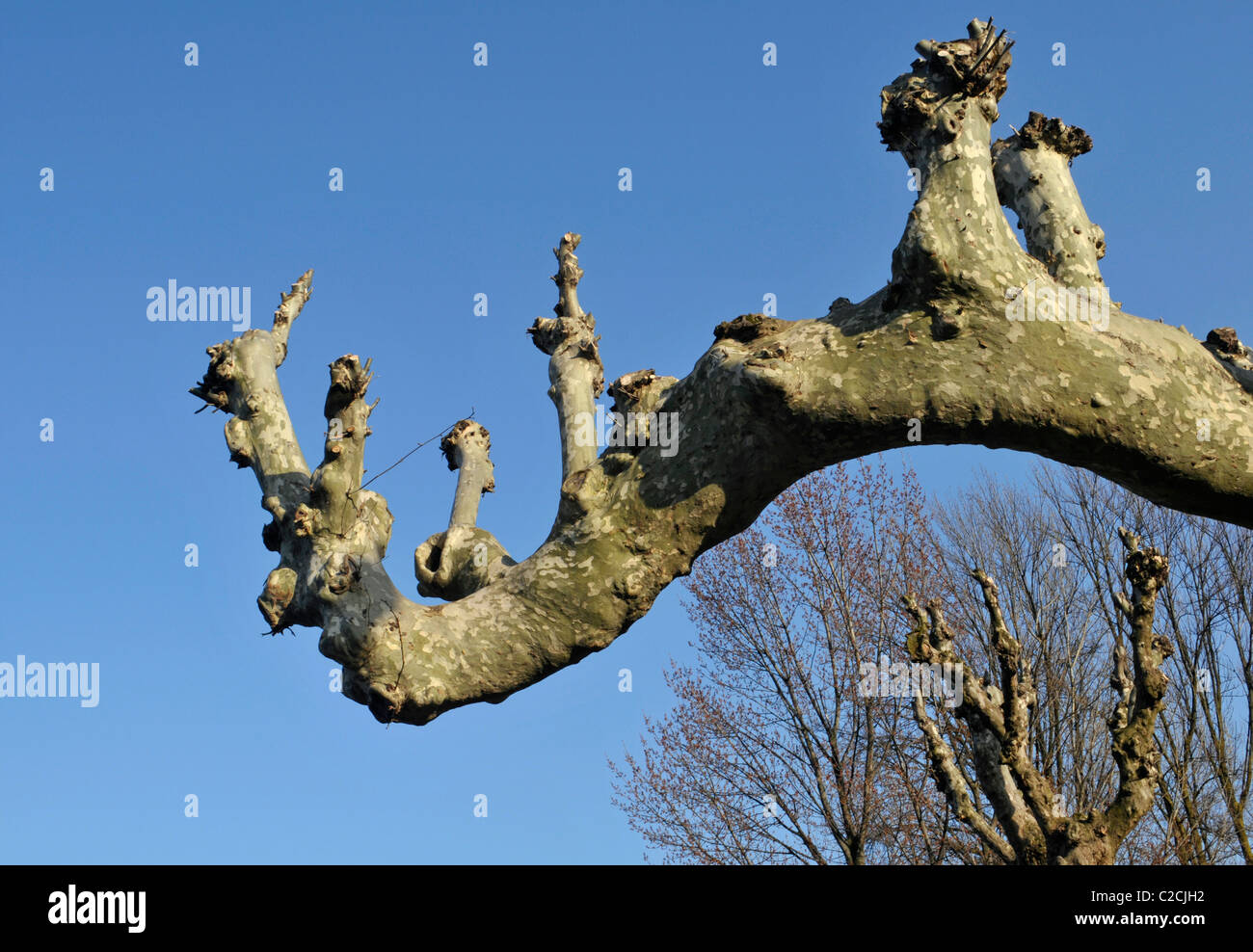 pruned plane tree Stock Photo - Alamy