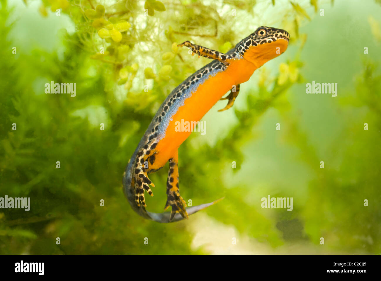 Alpine newt hi-res stock photography and images - Alamy