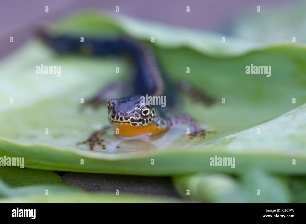 Colorful salamander hi-res stock photography and images - Alamy