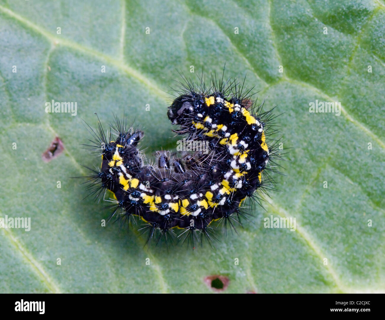 Small Tortoiseshell Caterpillar (Aglais urticae) on Comfrey leaf ...