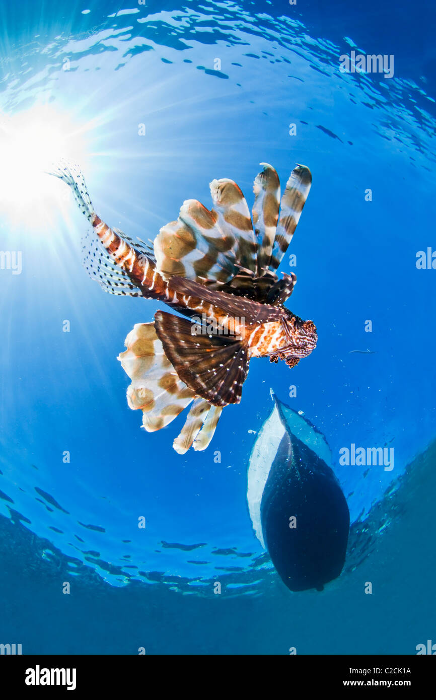 Blue Lionfish Nemos Reef