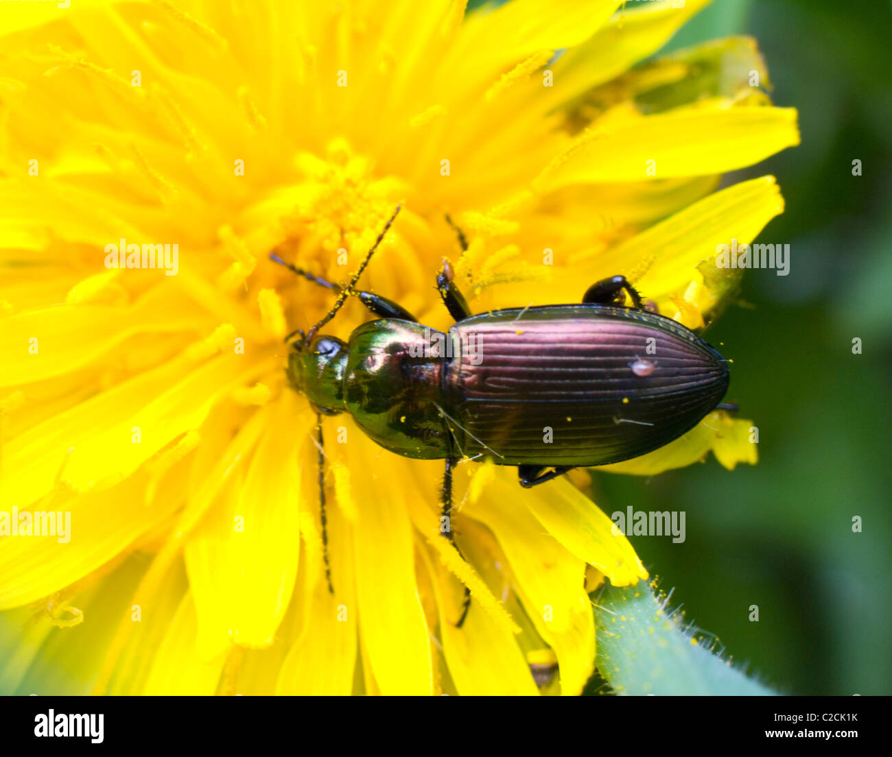 Pollen beetle hi-res stock photography and images - Alamy