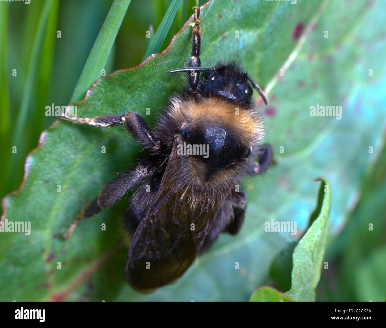 White-tailed Bumblebee (Bombus lucorum), France Stock Photo - Alamy