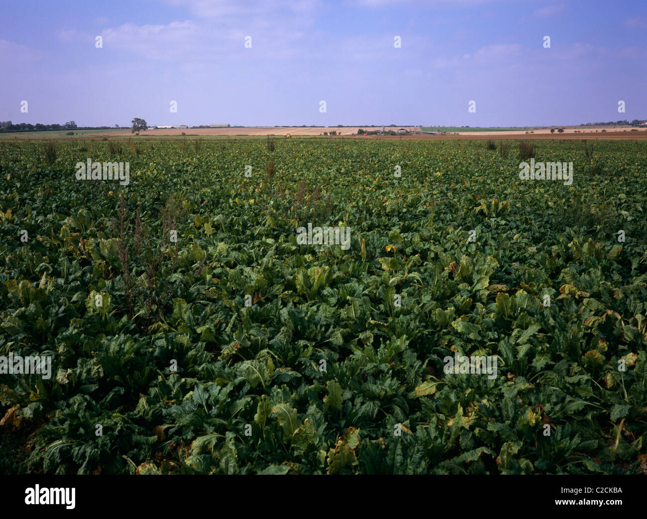 Fenland Norfolk England Stock Photo - Alamy