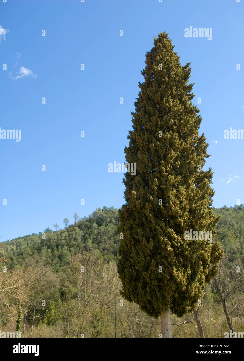 Tall mediterranean cypress hi-res stock photography and images - Alamy