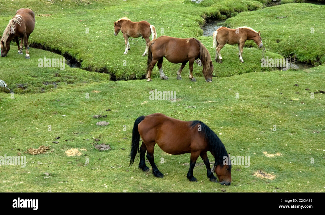 Breton horses hi-res stock photography and images - Alamy