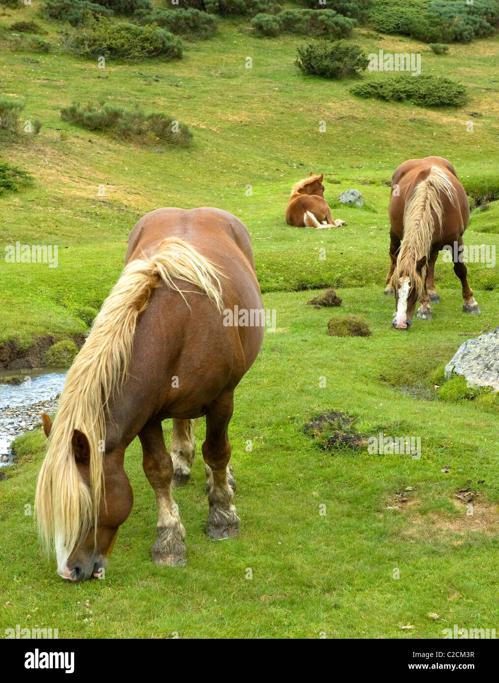 Breton draft horses in Valley Aran. Lleida province. Catalonia. Spain ...