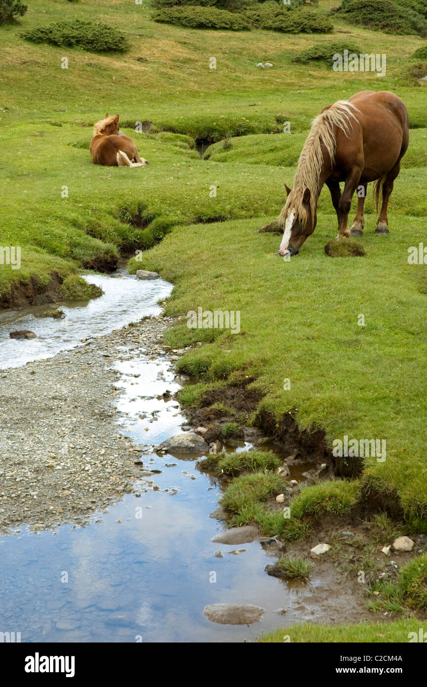 Breton draft horses in Vall d´Aran. Lleida province. Catalonia. Spain ...