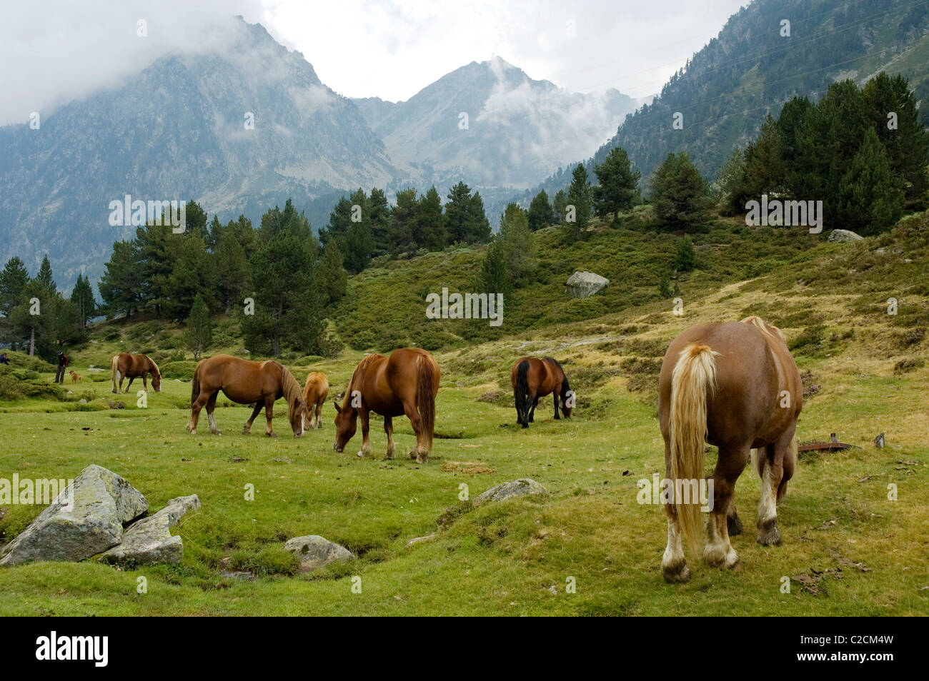 Breton draft horses in Valley Aran Catalonia.Spain Stock Photo - Alamy