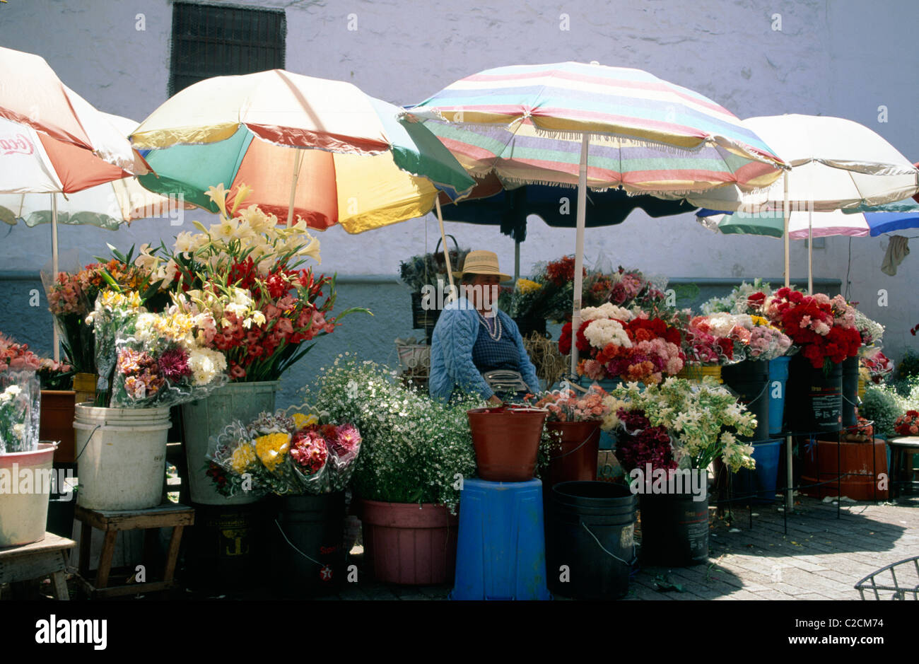 Cuenca Ecuador Flower Stock Photos & Cuenca Ecuador Flower Stock Images ...