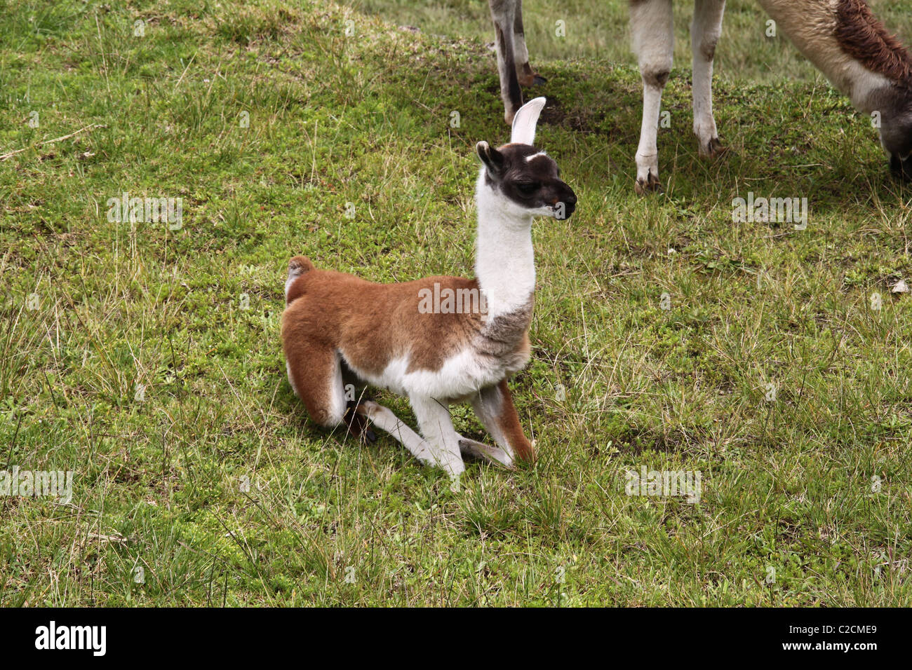 Little baby llama alpaca hi-res stock photography and images - Alamy
