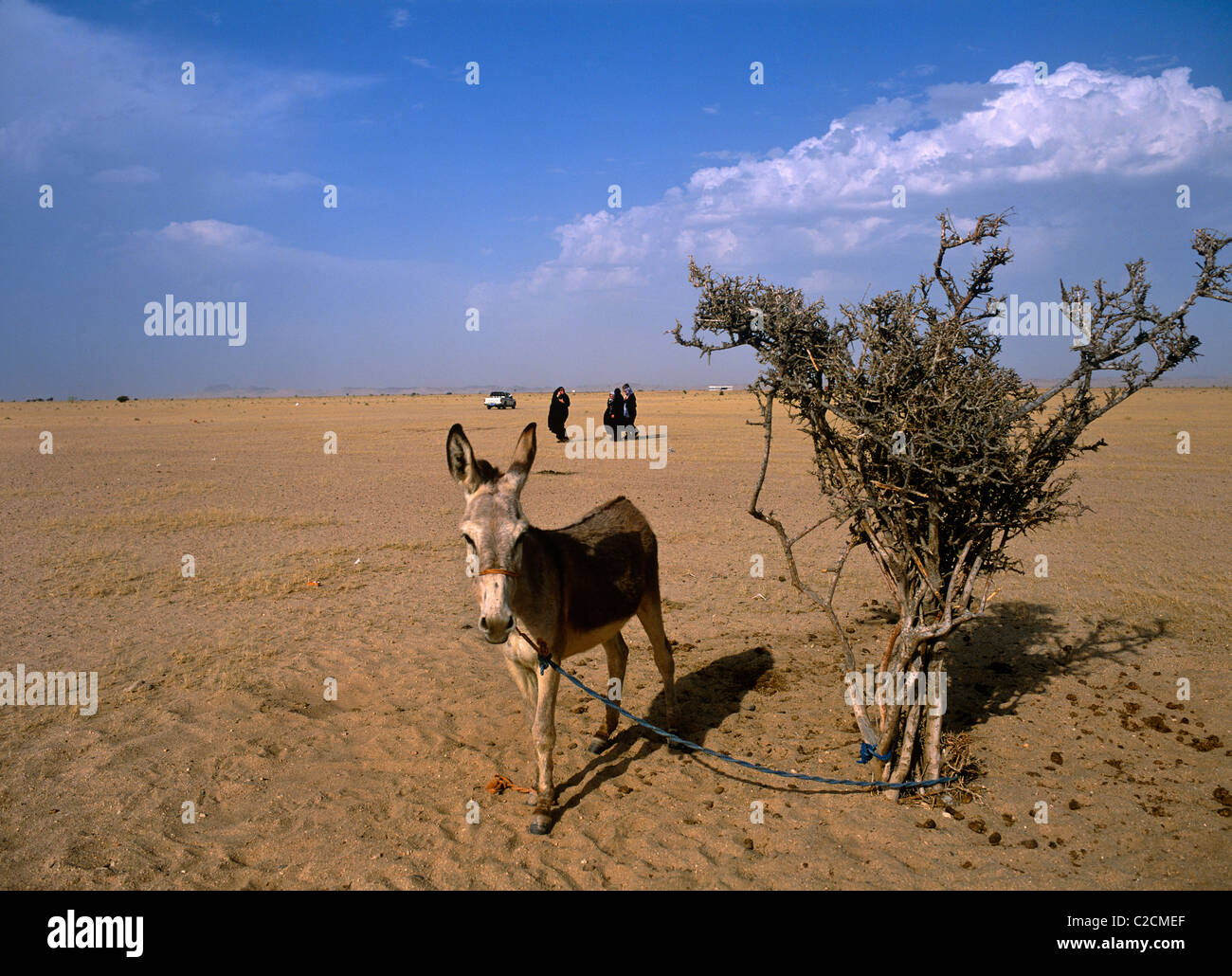 Saudi people donkey hi-res stock photography and images - Alamy