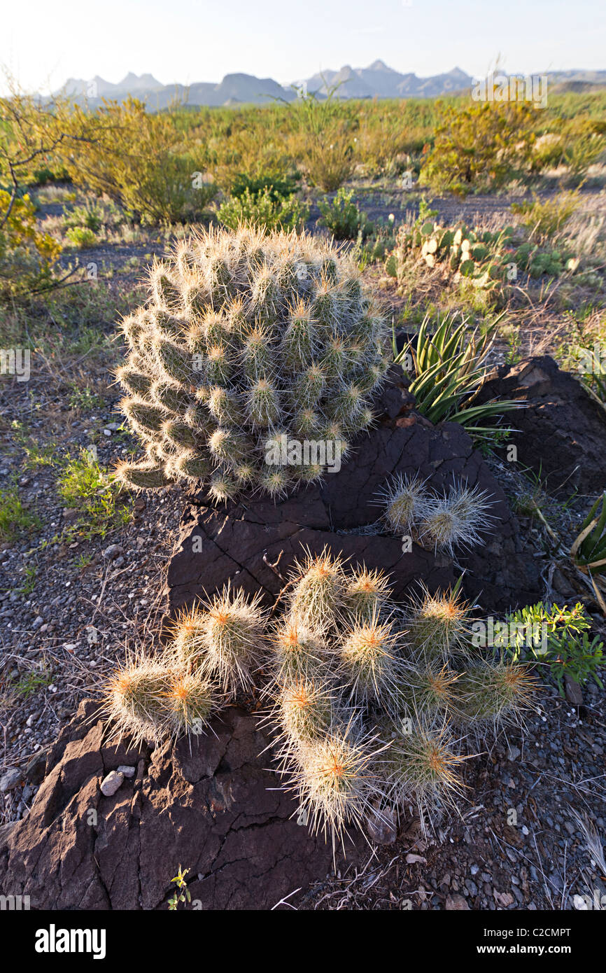 Cactus in Chihuahuan desert Big Bend Ranch State Park Texas USA Stock ...