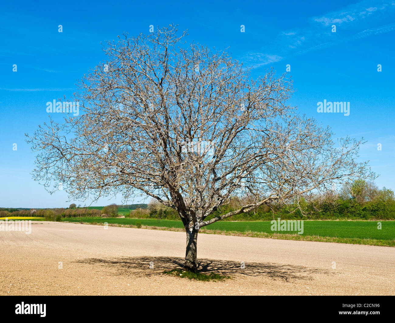The walnut tree farm hi-res stock photography and images - Alamy