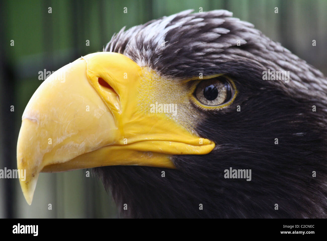 Eagle eye hi-res stock photography and images - Alamy