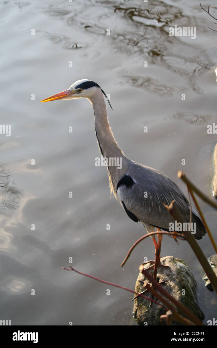 Fish hunting hi-res stock photography and images - Alamy