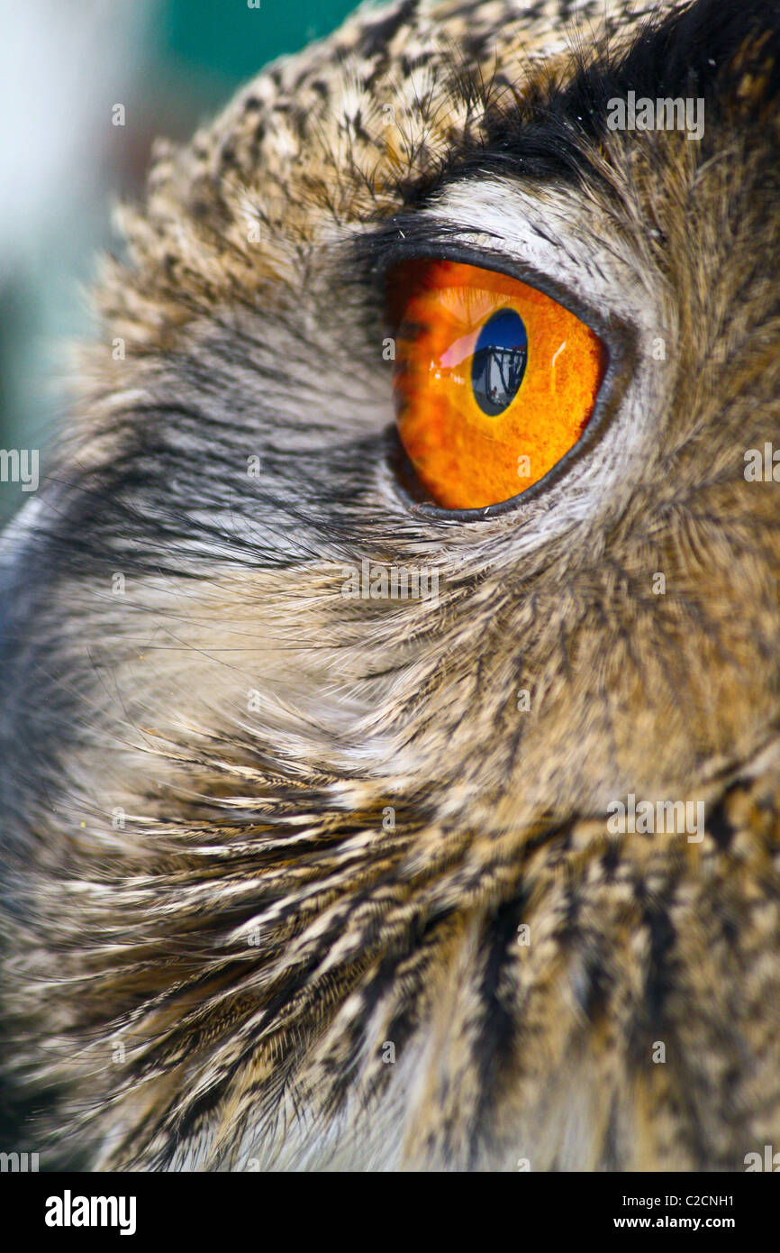 Owl eye hi-res stock photography and images - Alamy