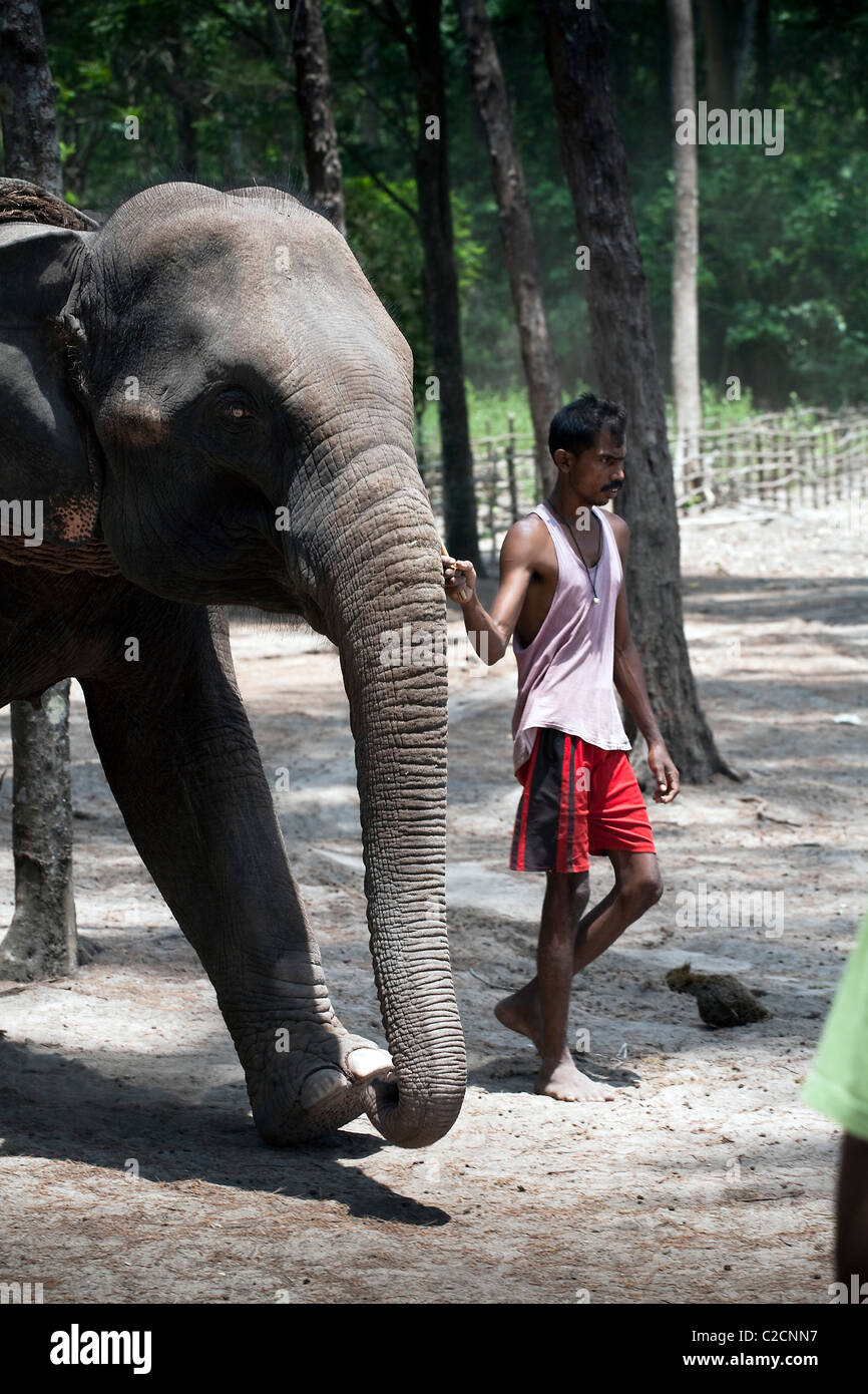 Elephant moving trunk hi-res stock photography and images - Alamy